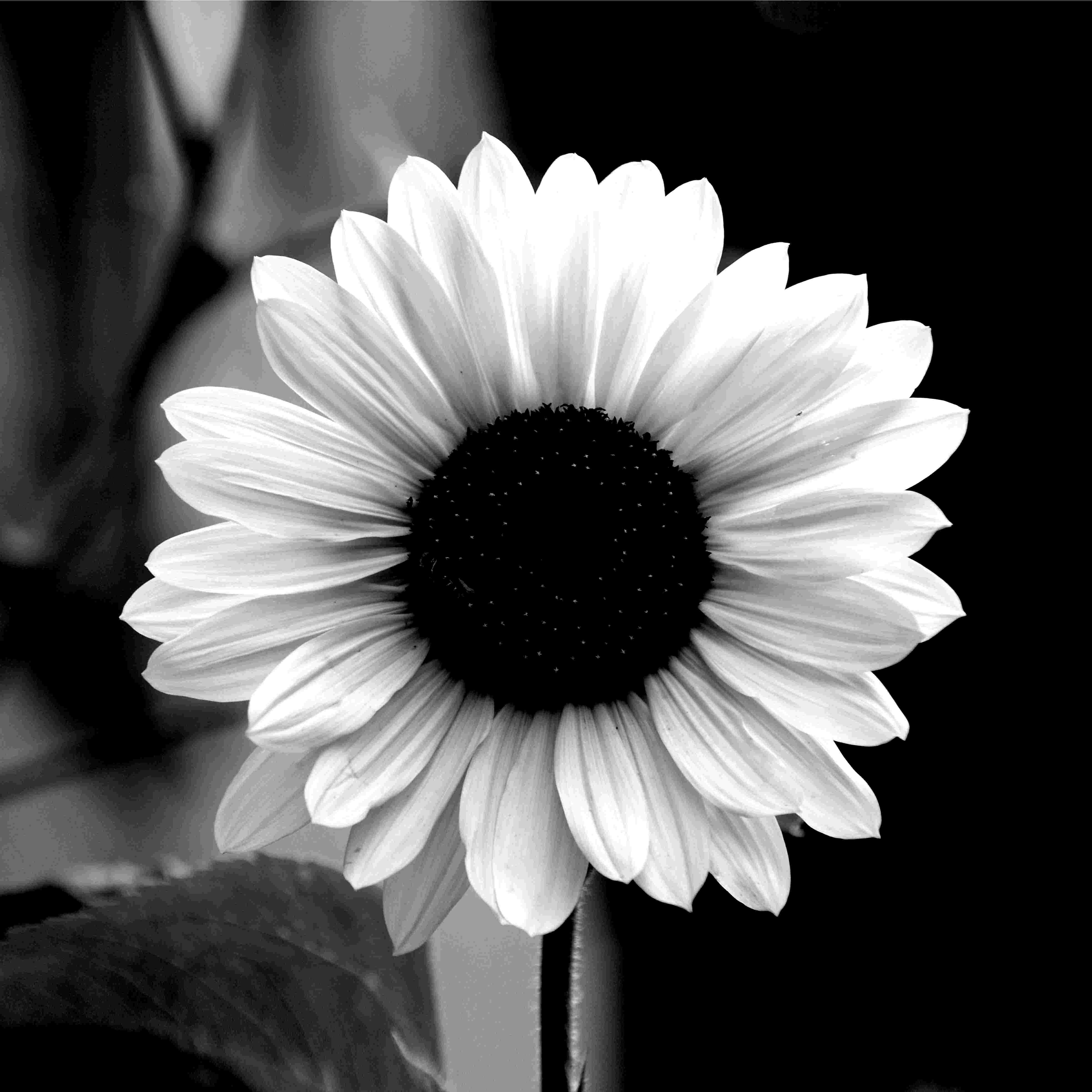 Gracie Oaks B&W Sunflower - Wrapped Canvas Print | Wayfair